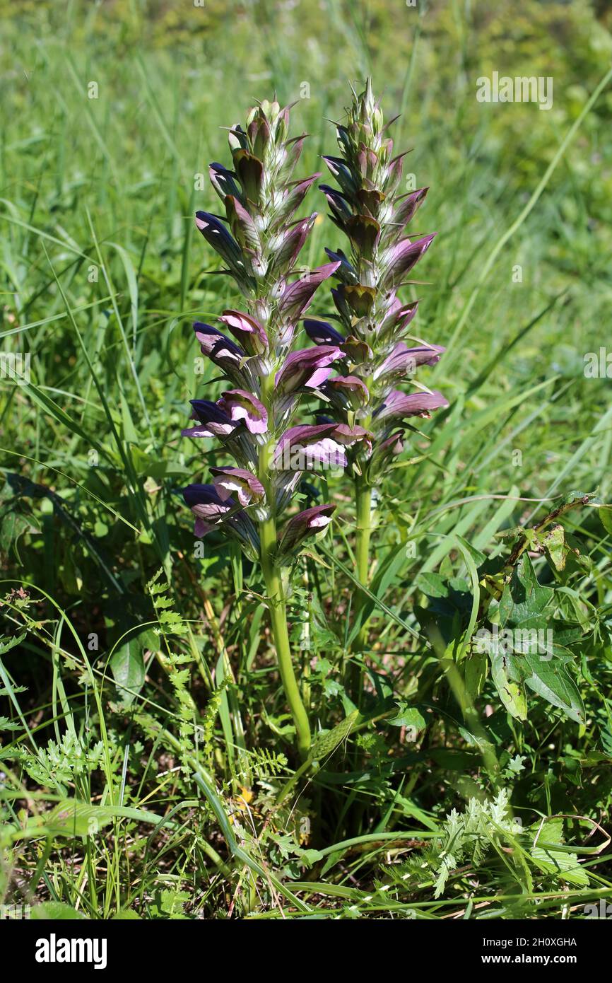 Acanthus balcanicus, Acanthus hungaricus, Acanthaceae. Wild plant shot ... Acanthus balcanicus, Acanthus hungaricus, Acanthaceae. Wild plant shot ...