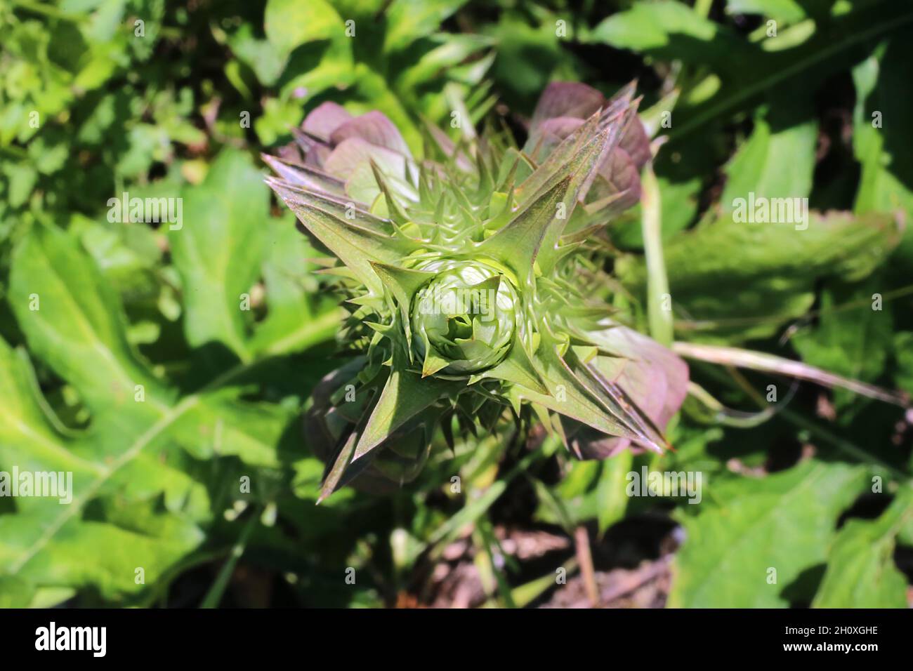 Acanthus balcanicus, Acanthus hungaricus, Acanthaceae. Wild plant shot ... Acanthus balcanicus, Acanthus hungaricus, Acanthaceae. Wild plant shot ...