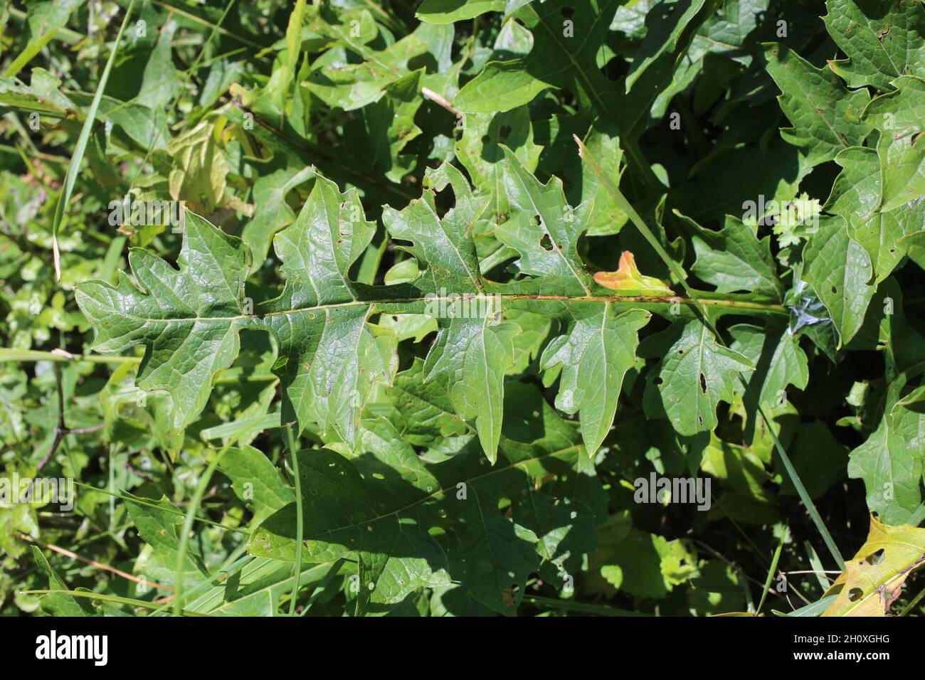Acanthus balcanicus, Acanthus hungaricus, Acanthaceae. Wild plant shot ... Acanthus balcanicus, Acanthus hungaricus, Acanthaceae. Wild plant shot ...