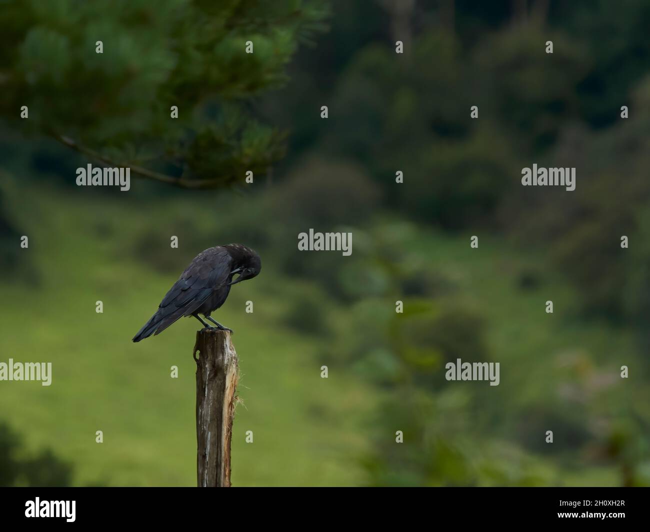 Preening crow hi-res stock photography and images - Alamy