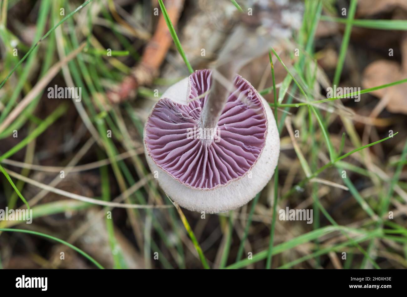 Amethyst deceiver (Laccaria amethystina Stock Photo - Alamy