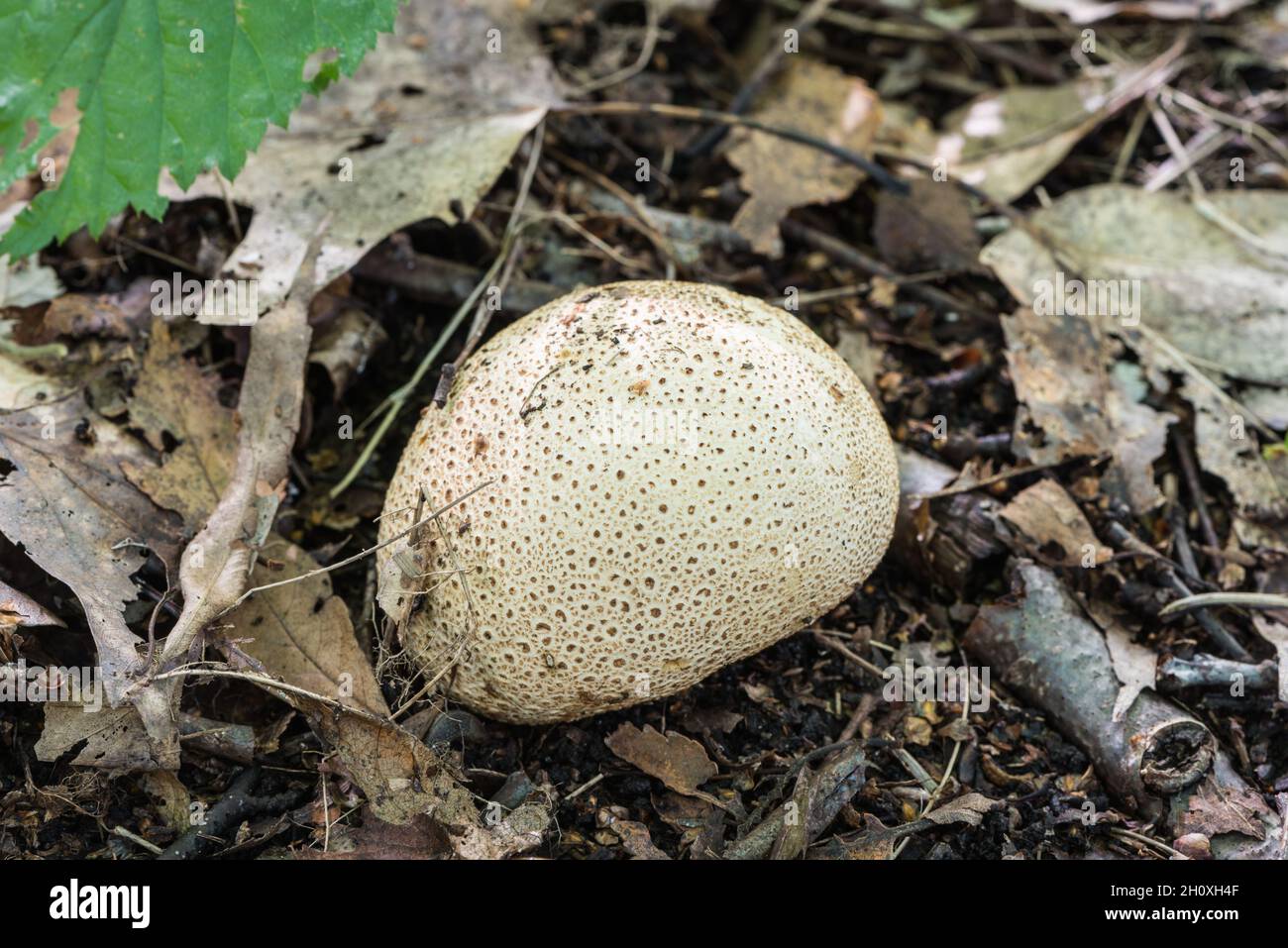 Common Earthball (Sclerodoma citrinum Stock Photo - Alamy