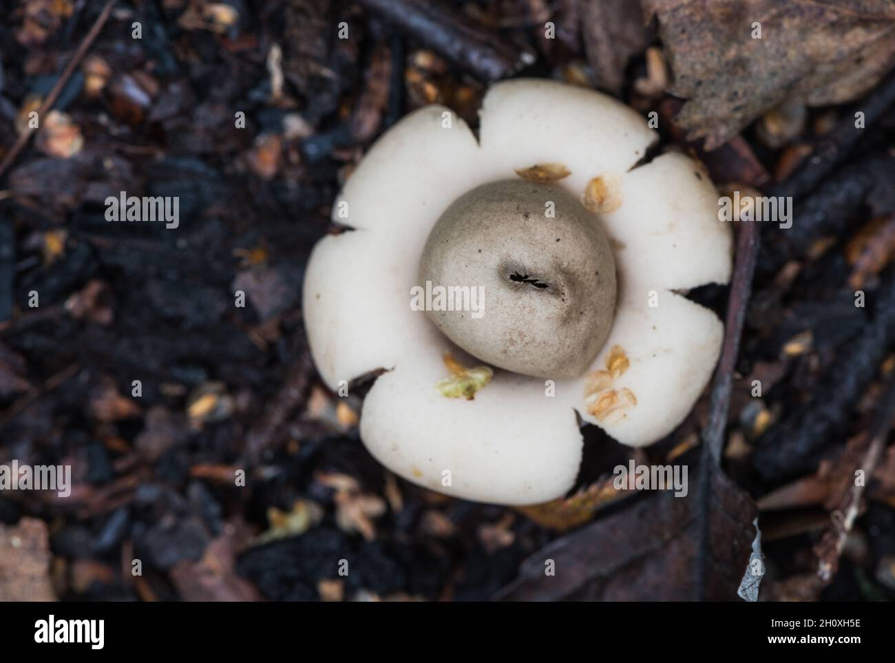 Fungi - an Earthstar (Geastrum sp Stock Photo - Alamy
