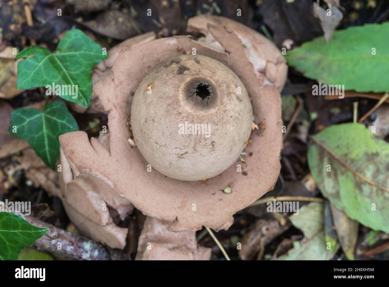Fungi - Collared Earthstar (Geastrum triplex Stock Photo - Alamy