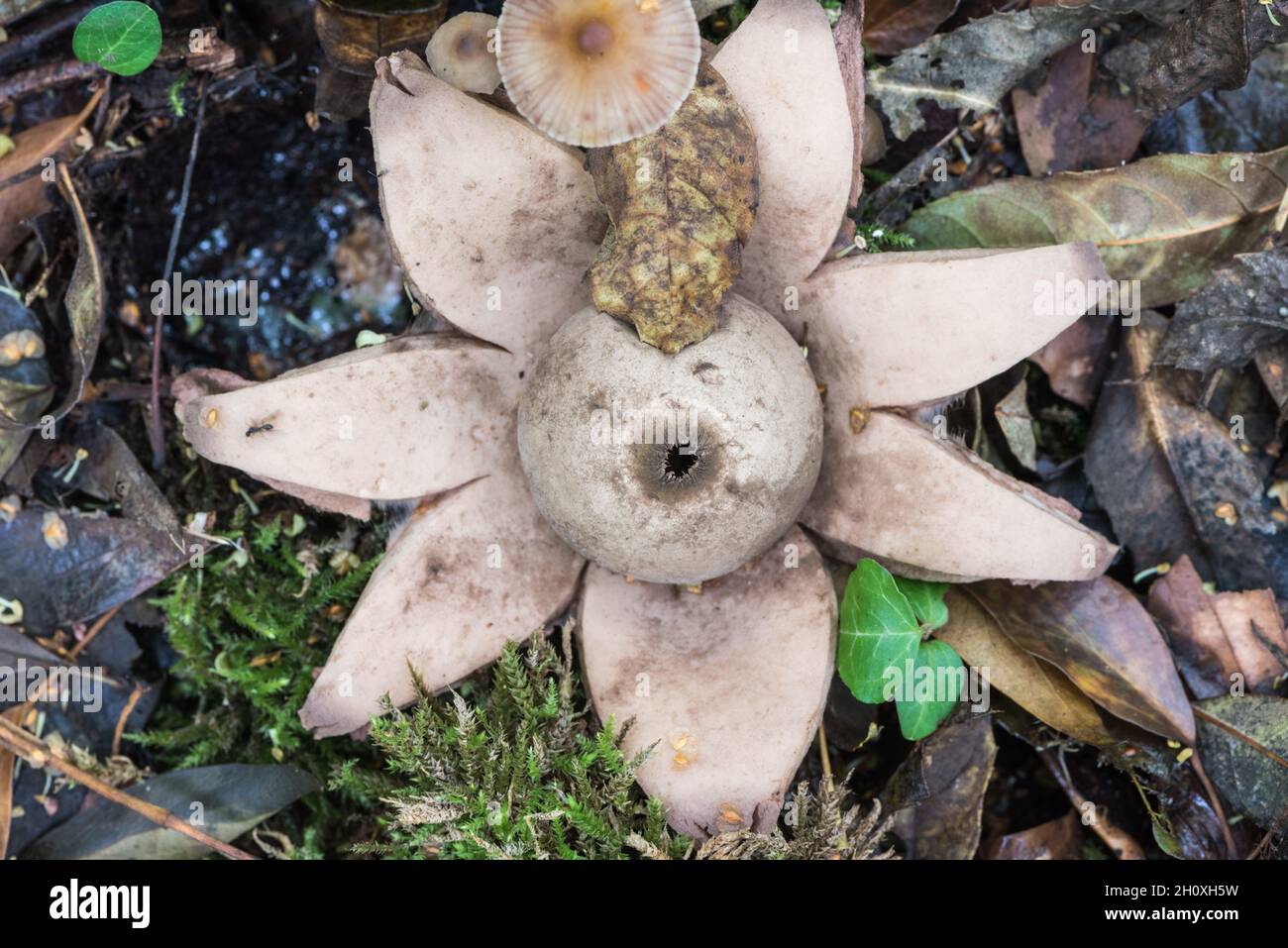 Fungi - Collared Earthstar (Geastrum triplex Stock Photo - Alamy