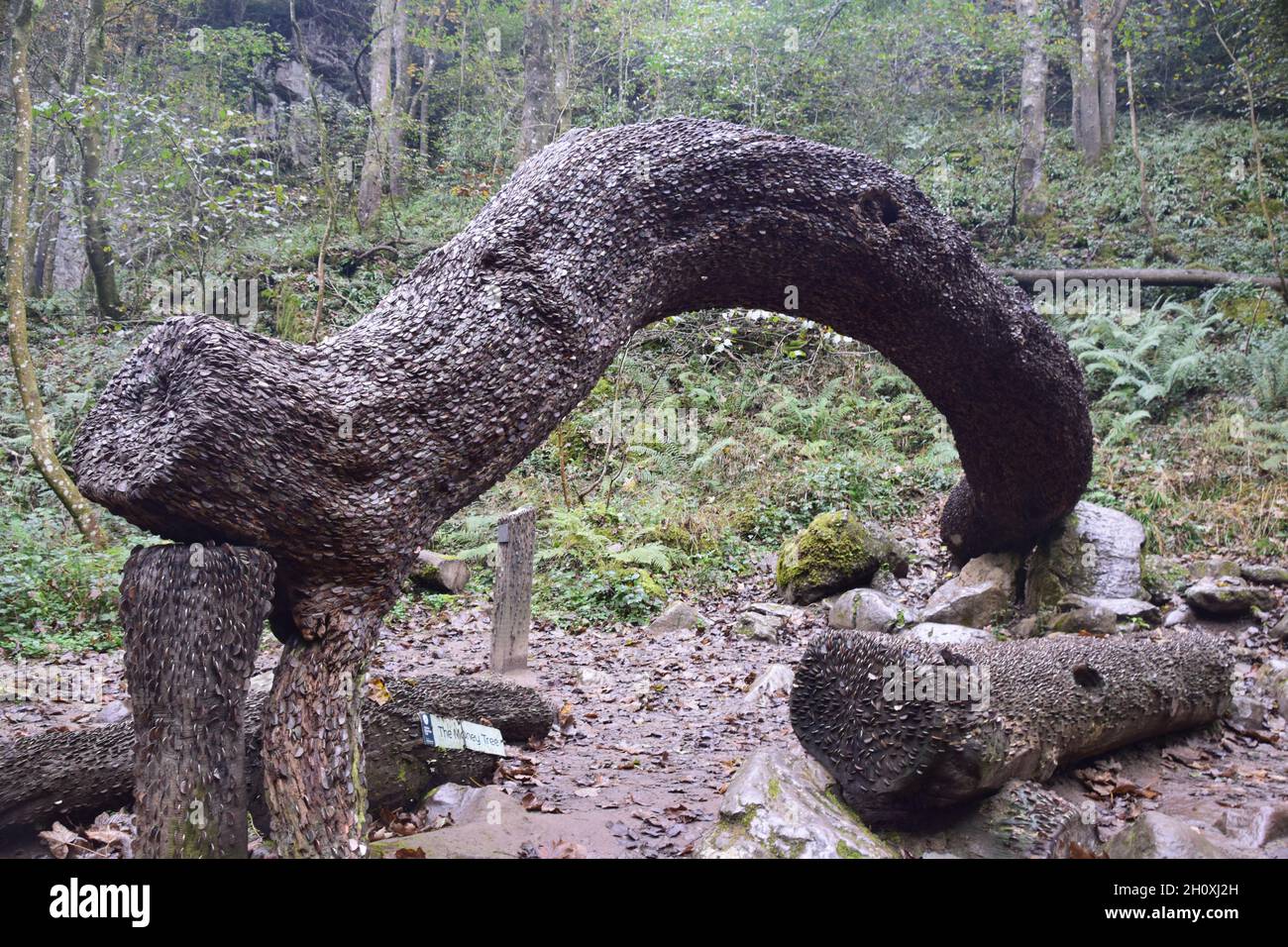 The magic money tree of the north Stock Photo - Alamy
