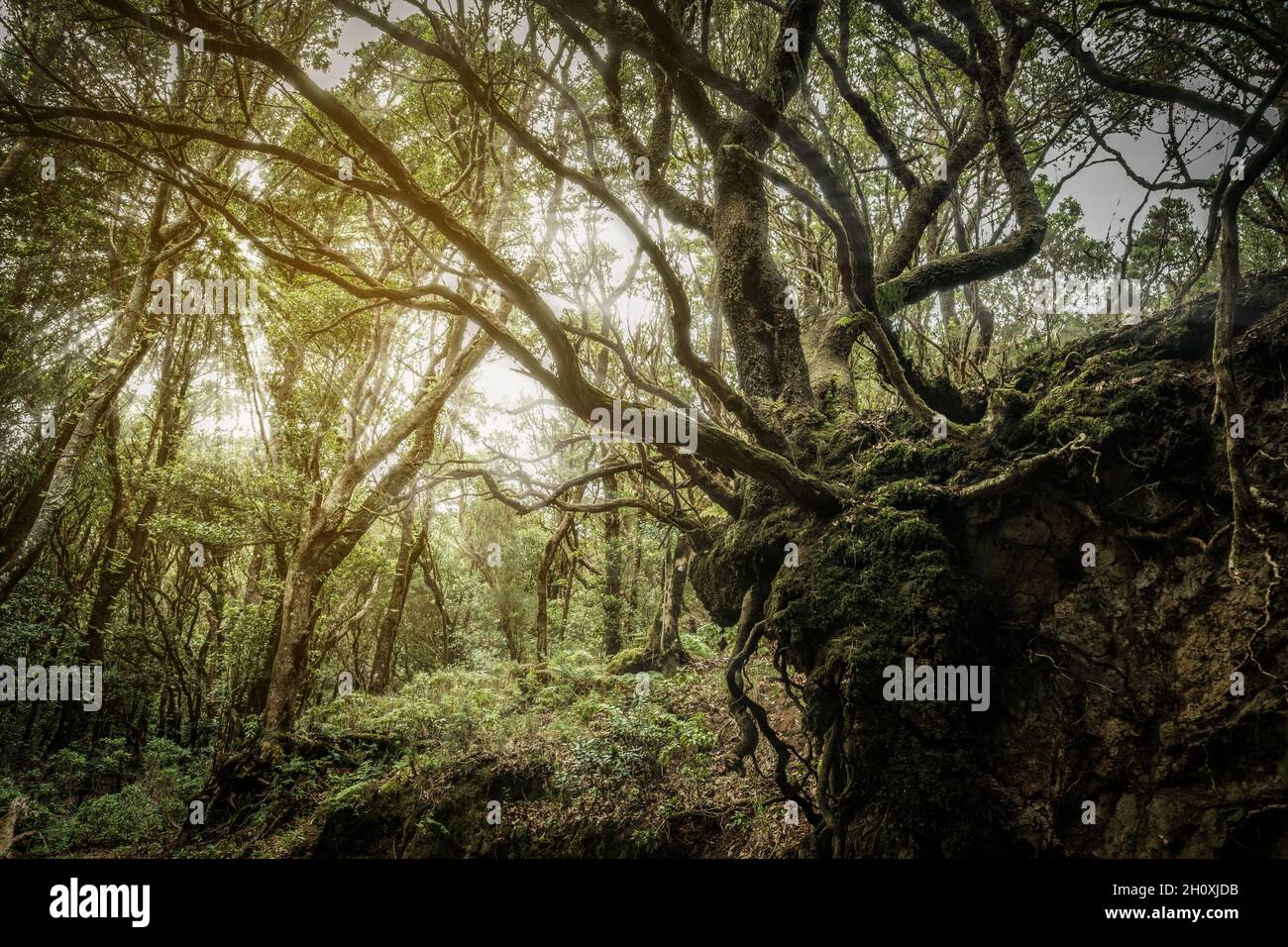 Overgrown trees hi-res stock photography and images - Alamy