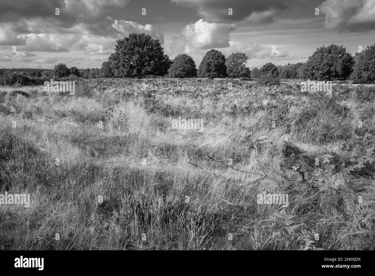 Autumn, Budby Common, Sherwood Forest, Nottinghamshire, England Stock ...