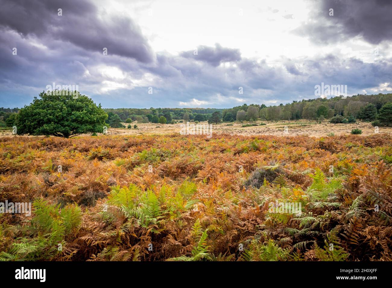 Sherwood forest oak autumn hi-res stock photography and images - Alamy