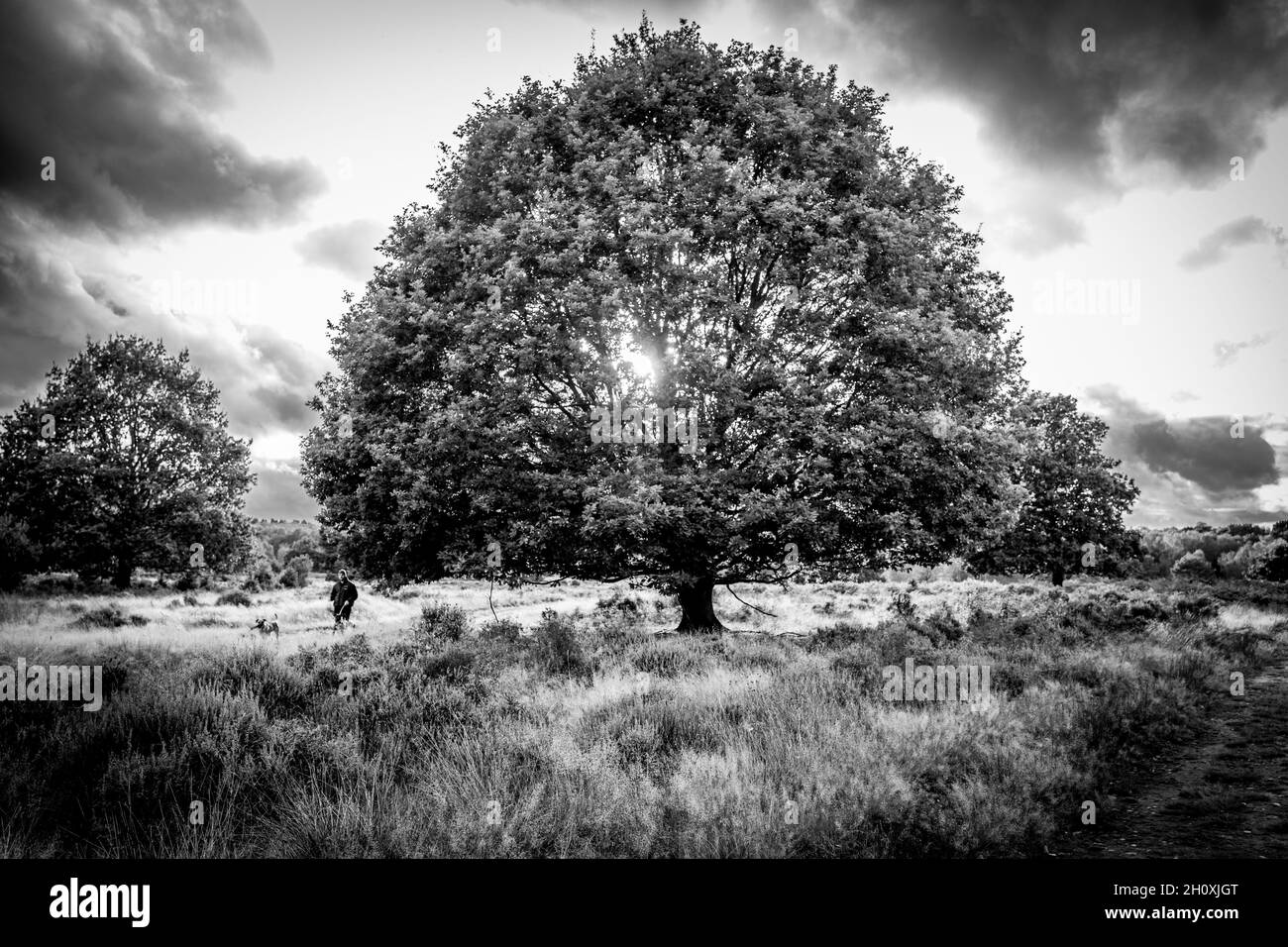 Heath land common Black and White Stock Photos & Images - Alamy