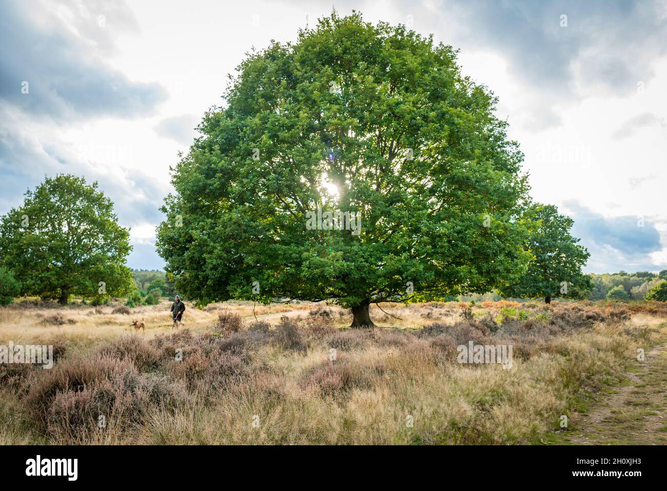 Heathland nottinghamshire hi-res stock photography and images - Alamy