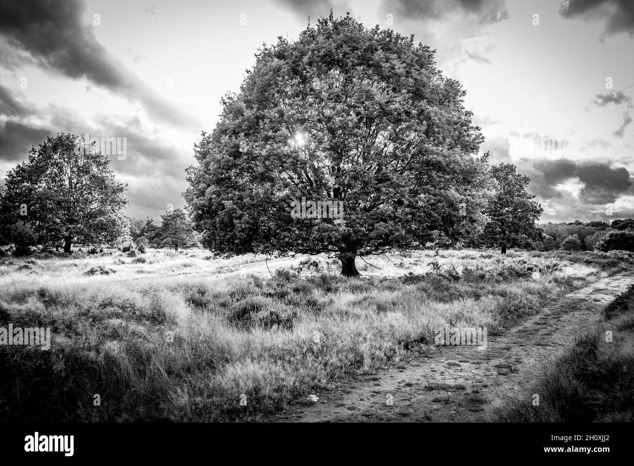 Common ferns hi-res stock photography and images - Alamy