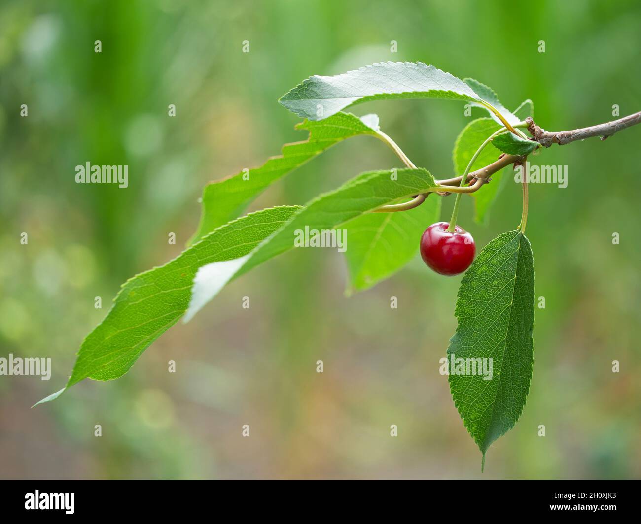 One ripe cherry berry on a branch. Ripe fruit Stock Photo - Alamy