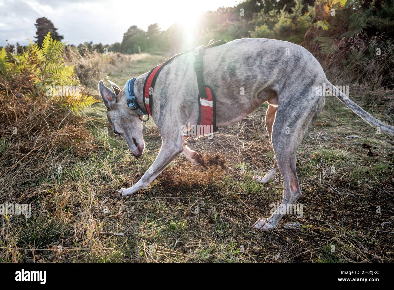 Dog digging grass hi-res stock photography and images - Alamy