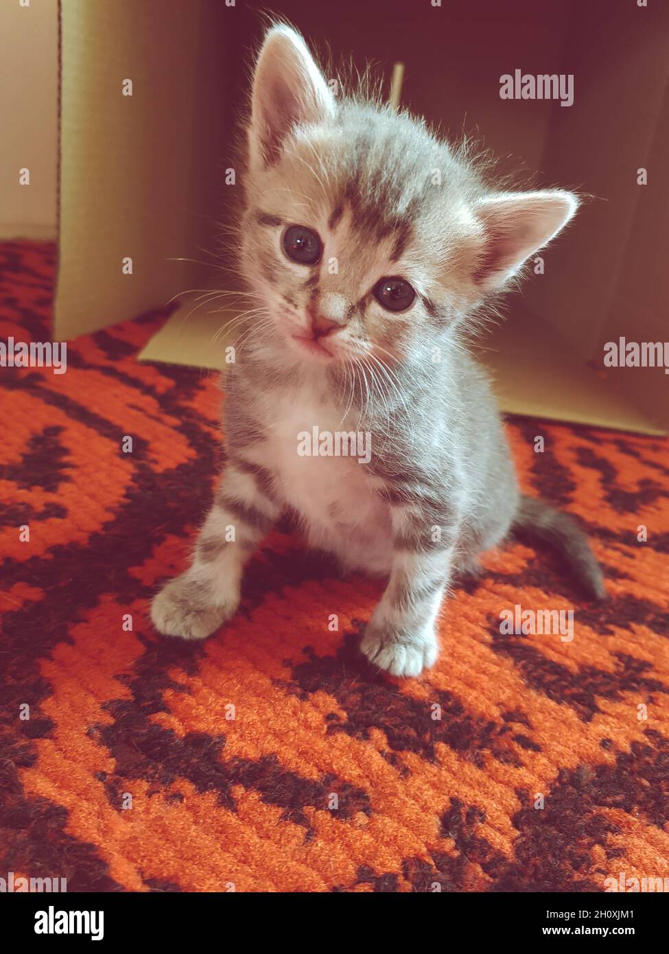 cute ash kitten sitting on the red carpet Stock Photo - Alamy