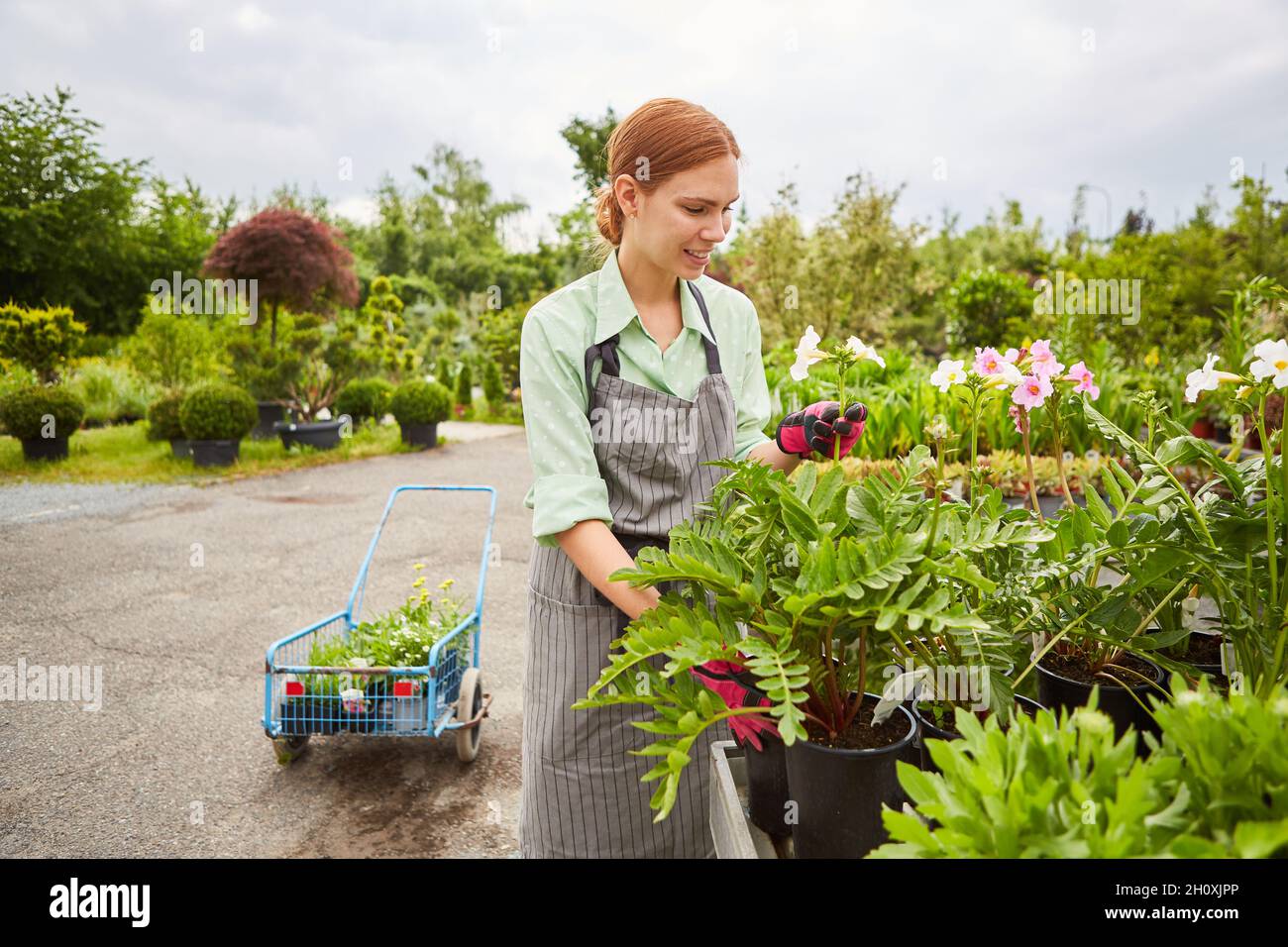 Young woman as a gardener apprentice caring for flowers and plants in ...
