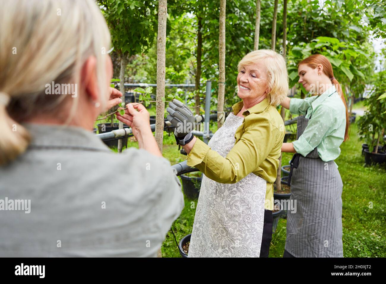 Horticultural team in the tree nursery tying tree branches as a ...