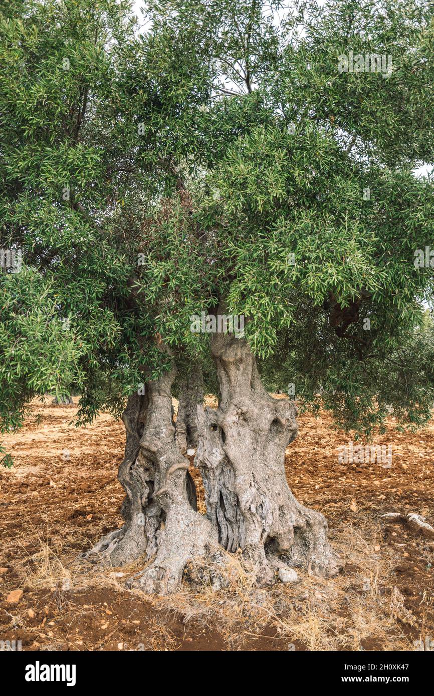 Olive tree sculpture hi-res stock photography and images - Alamy
