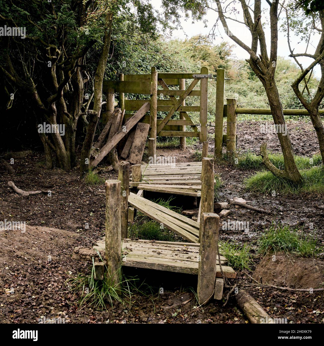 Broken wooden foot bridge over muddy area in woodland Stock Photo - Alamy