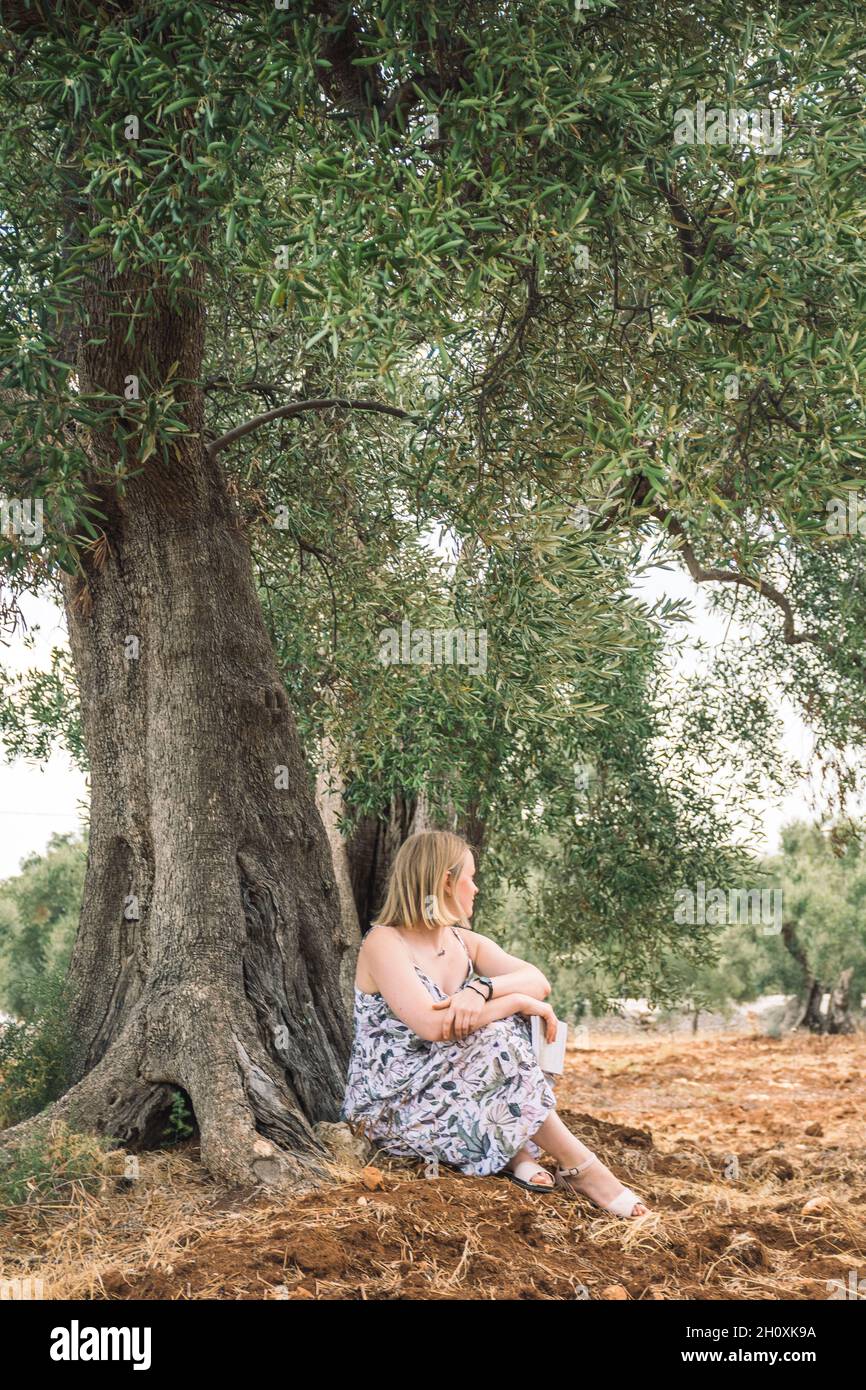 Olive trees harvest autumn hi-res stock photography and images - Alamy
