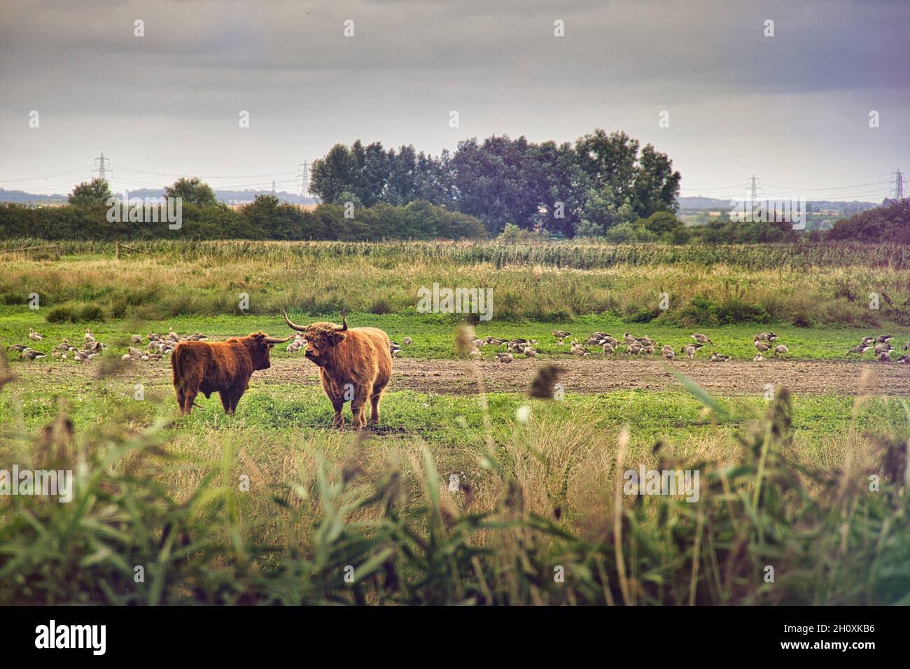 Shaggy cows hi-res stock photography and images - Alamy