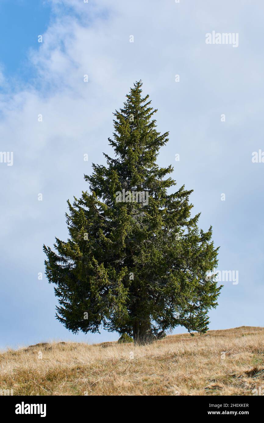 Big fir tree hi-res stock photography and images - Alamy