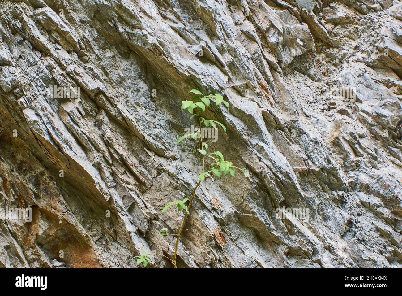 a plant growing from rocks Stock Photo - Alamy