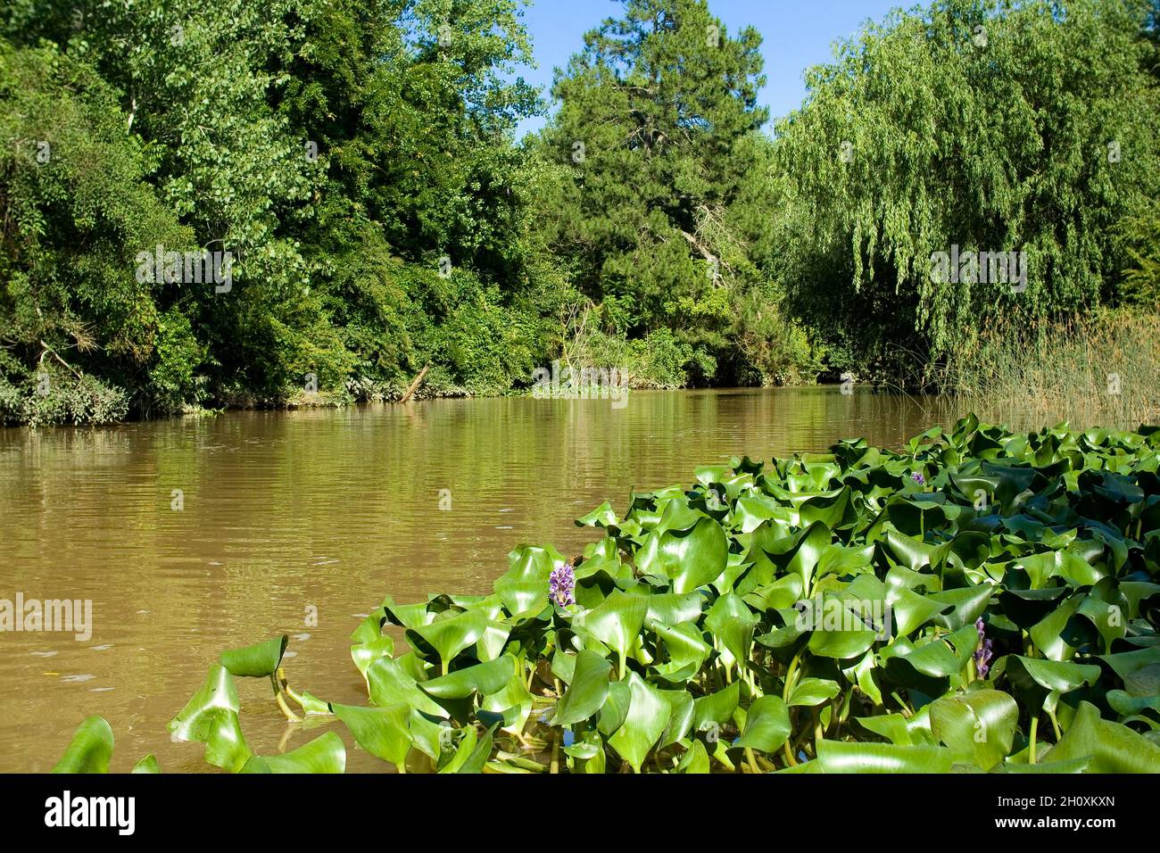 Delta of the Parana River, Rio las Canas, Water Hyacinth (Eichhornia ...