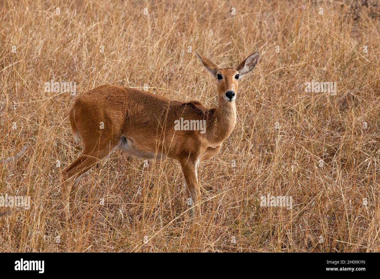 Redunca redunca bohor hi-res stock photography and images - Alamy