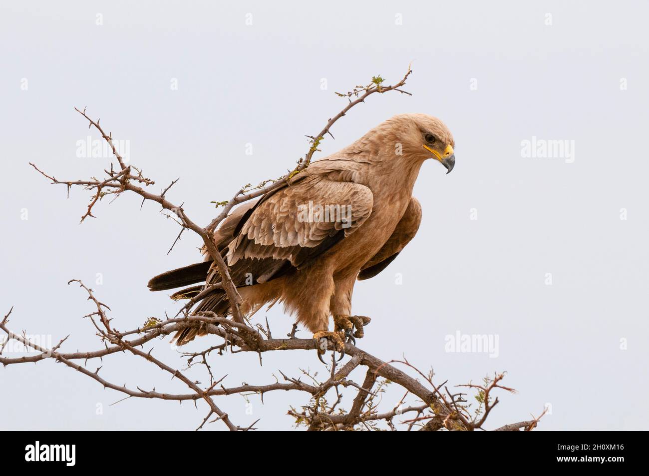 A raptor perched in the top of a thorny acacia tree. Masai Mara ...