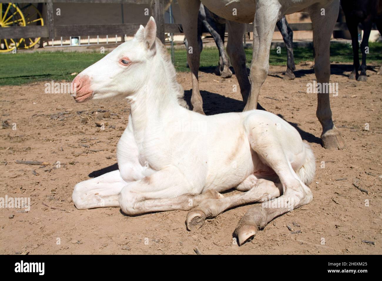 Lethal White Foal