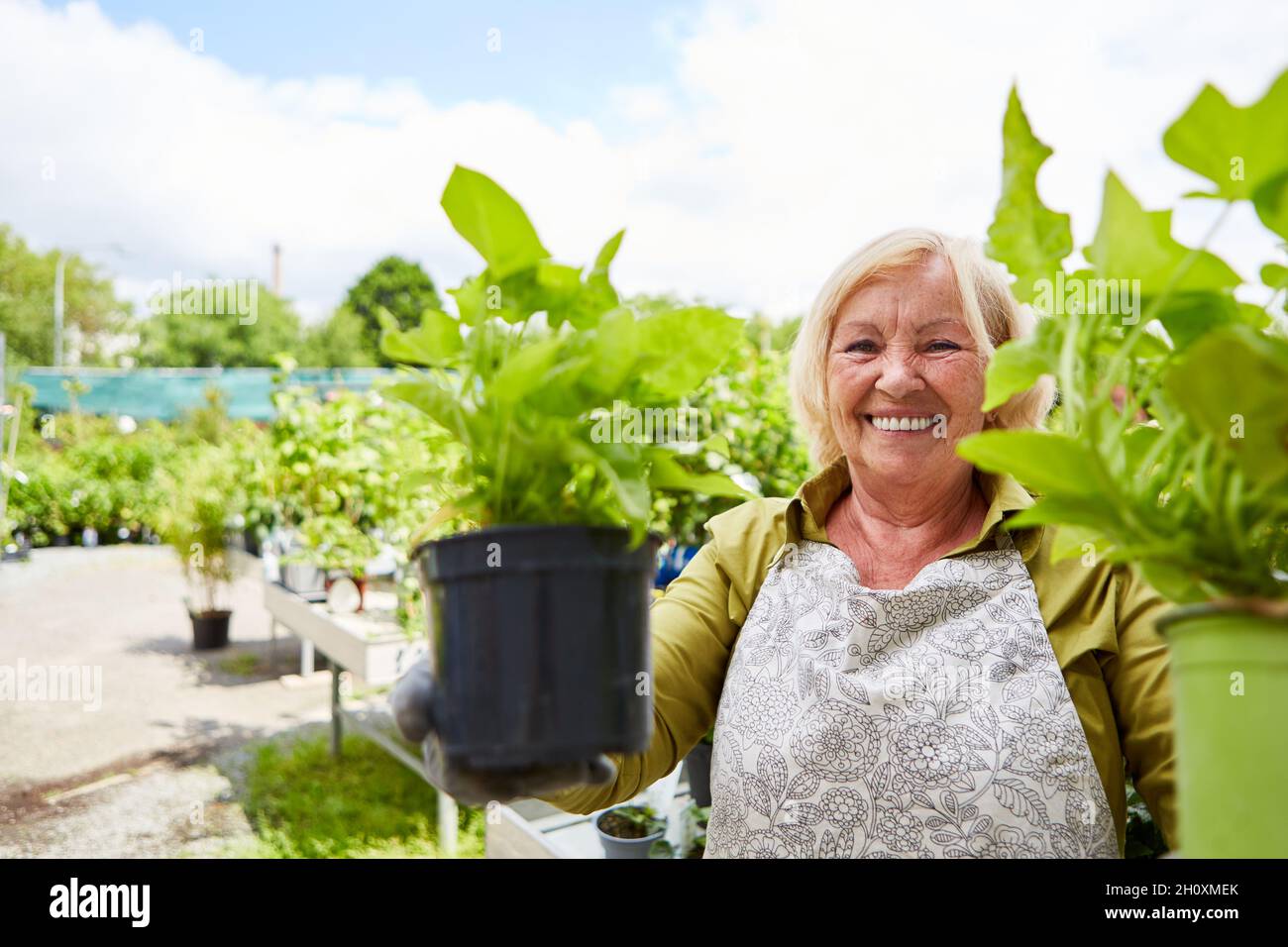 Senior woman as a happy gardening boss presents plants and flowers in ...