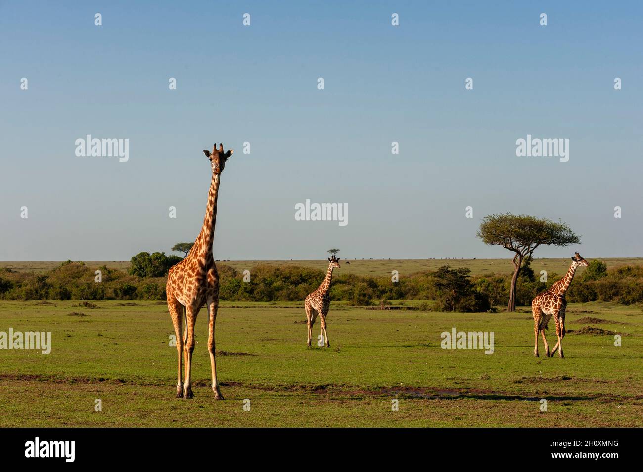 A group of Masai giraffes, Giraffa camelopardalis, walking in the ...