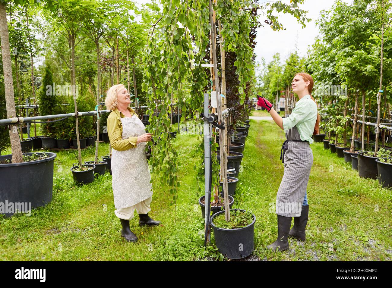 Two gardeners caring for trees in a nursery with an irrigation system ...