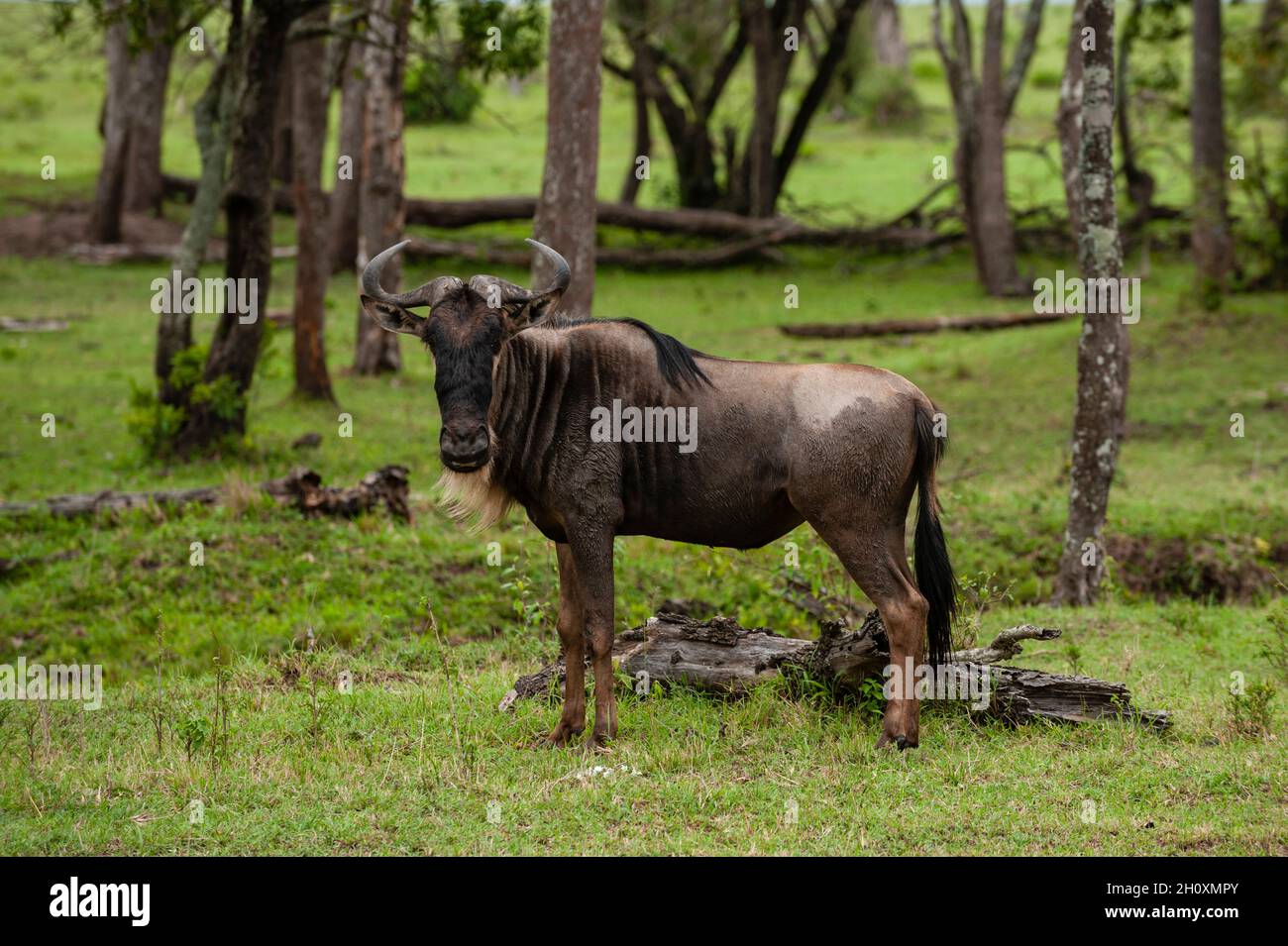 Portrait of a male wildebeest, Connochaetes taurinus, looking at the ...