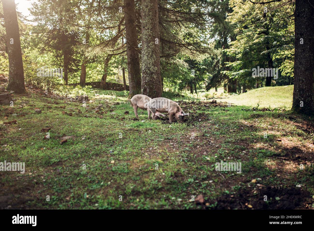 Wild pig rooting for food hi-res stock photography and images - Alamy