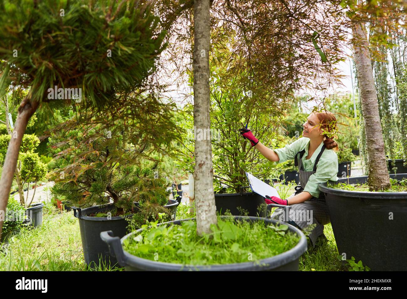 Young woman as an apprentice gardener controls tree growth in a nursery ...