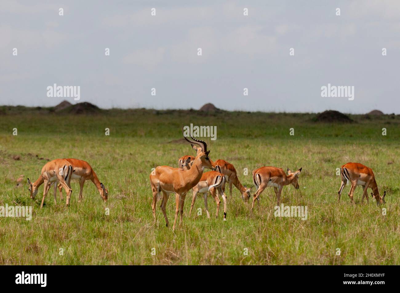 Female impalas grazing maasai mara hi-res stock photography and images ...