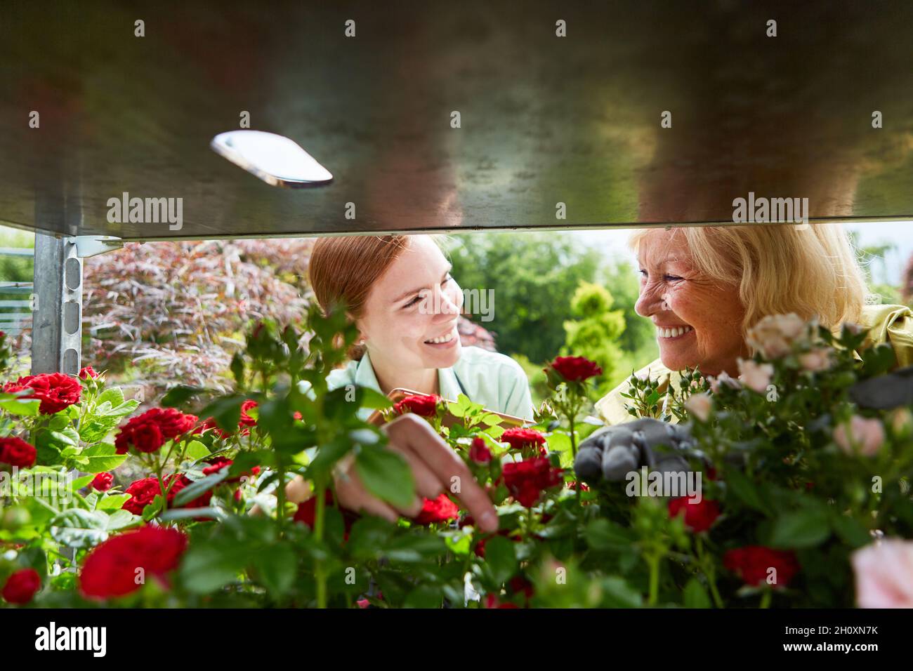 Caring for flowers hi-res stock photography and images - Alamy