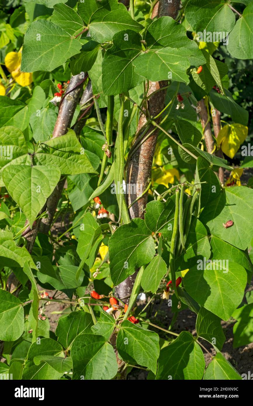 Close up of runner beans bean plant St George growing up a frame in a ...