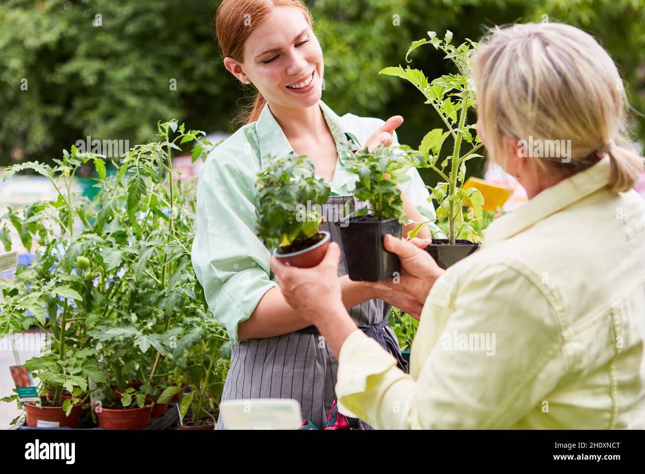 Gardener apprentice and owner of the nursery with flower breeding work ...