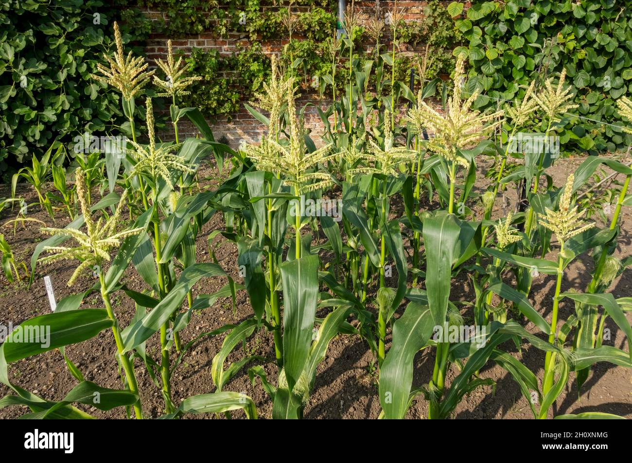 Sweetcorn plants 'Swift' variety growing in a vegetable garden in ...
