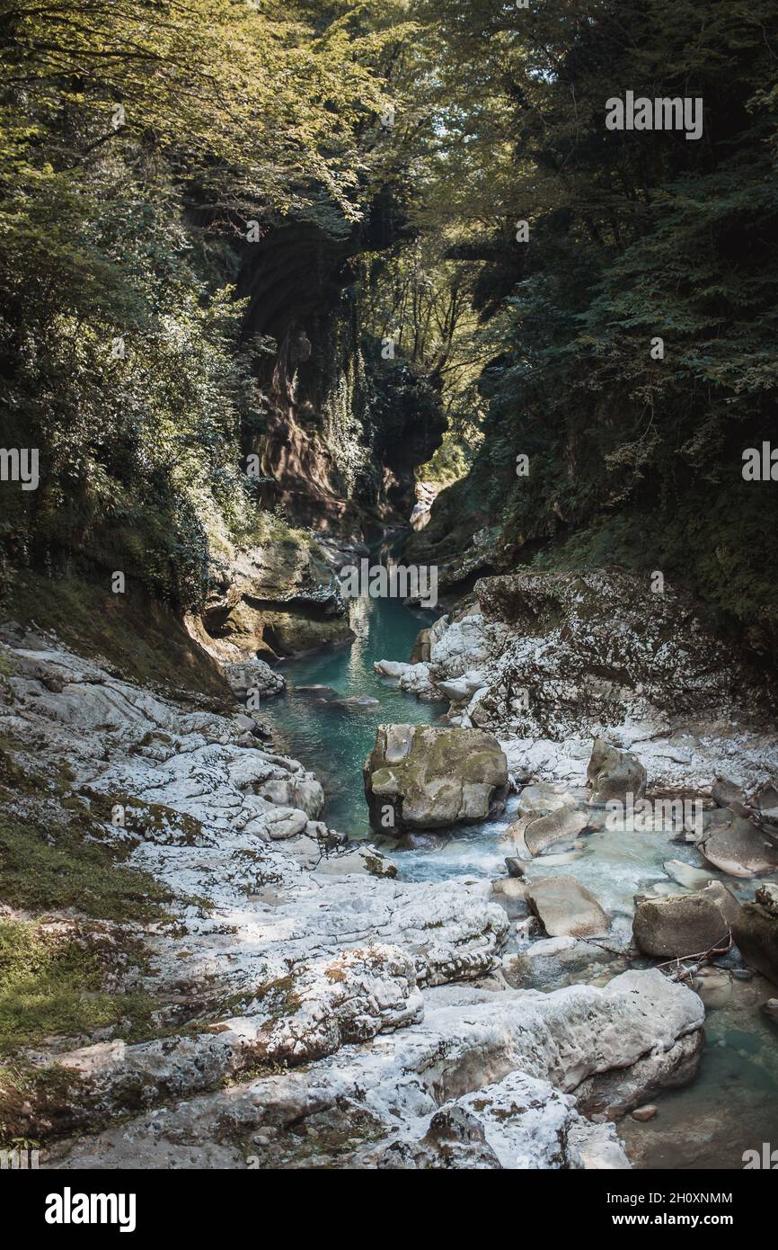 The beautiful nature of Georgia in Imereti - a subtropical forest in ...