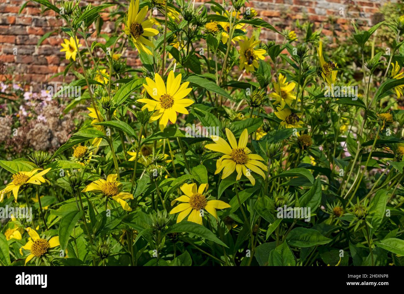 Queen with flowers hi-res stock photography and images - Alamy