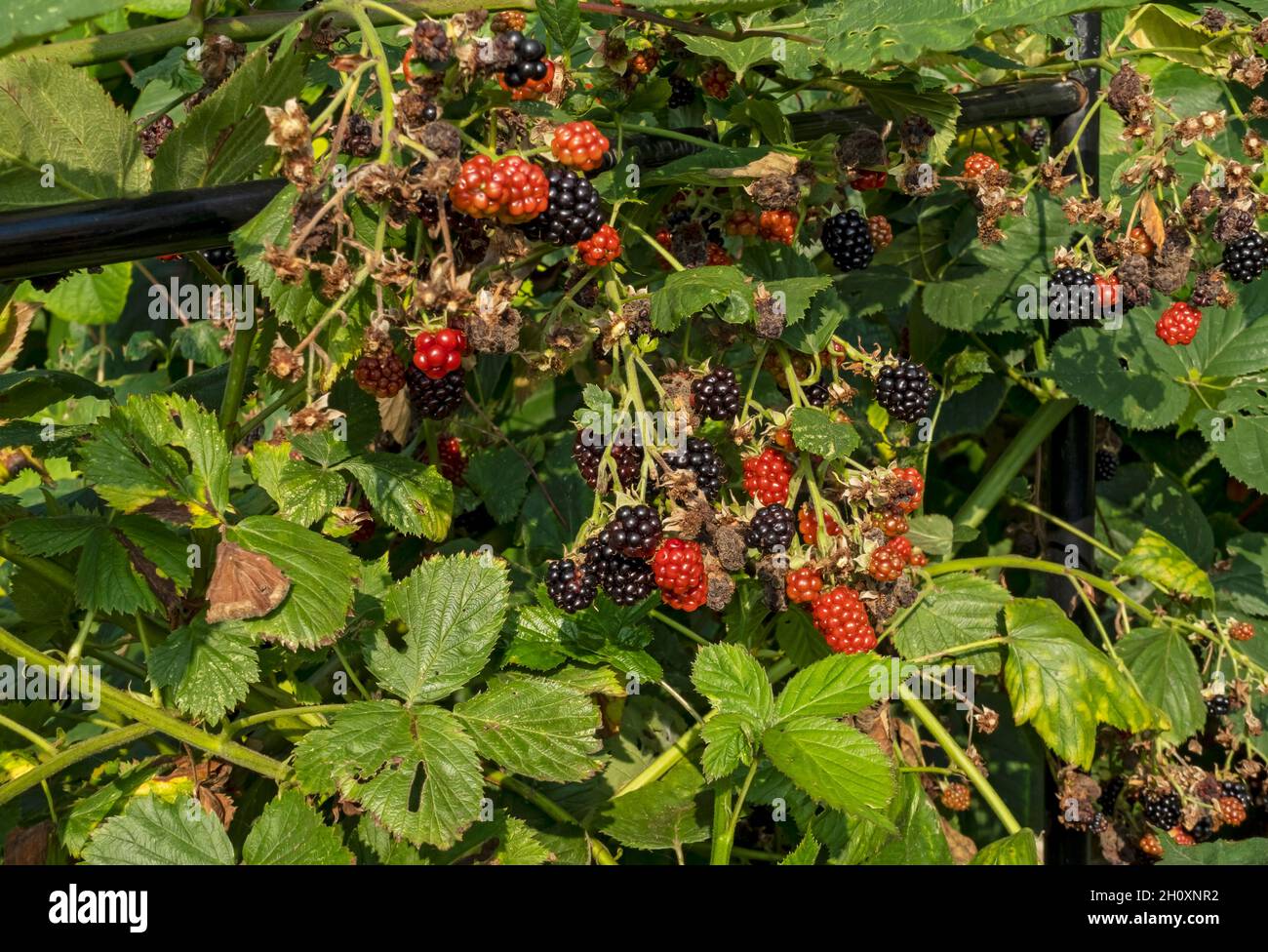 Close up of blackberries brambles blackberry bush growing ripening in a ...