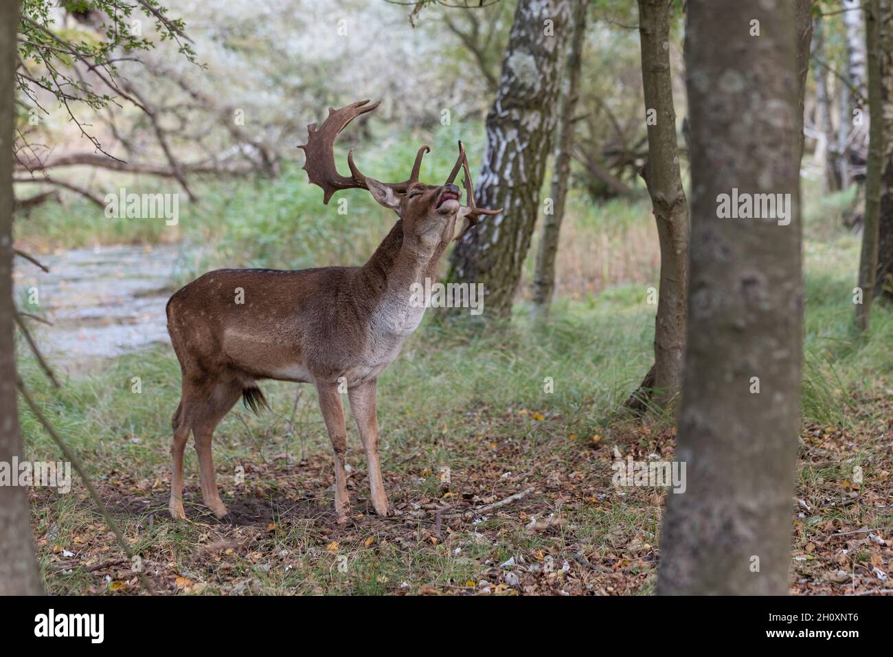 deer in the wild nature in the netherlands Stock Photo - Alamy