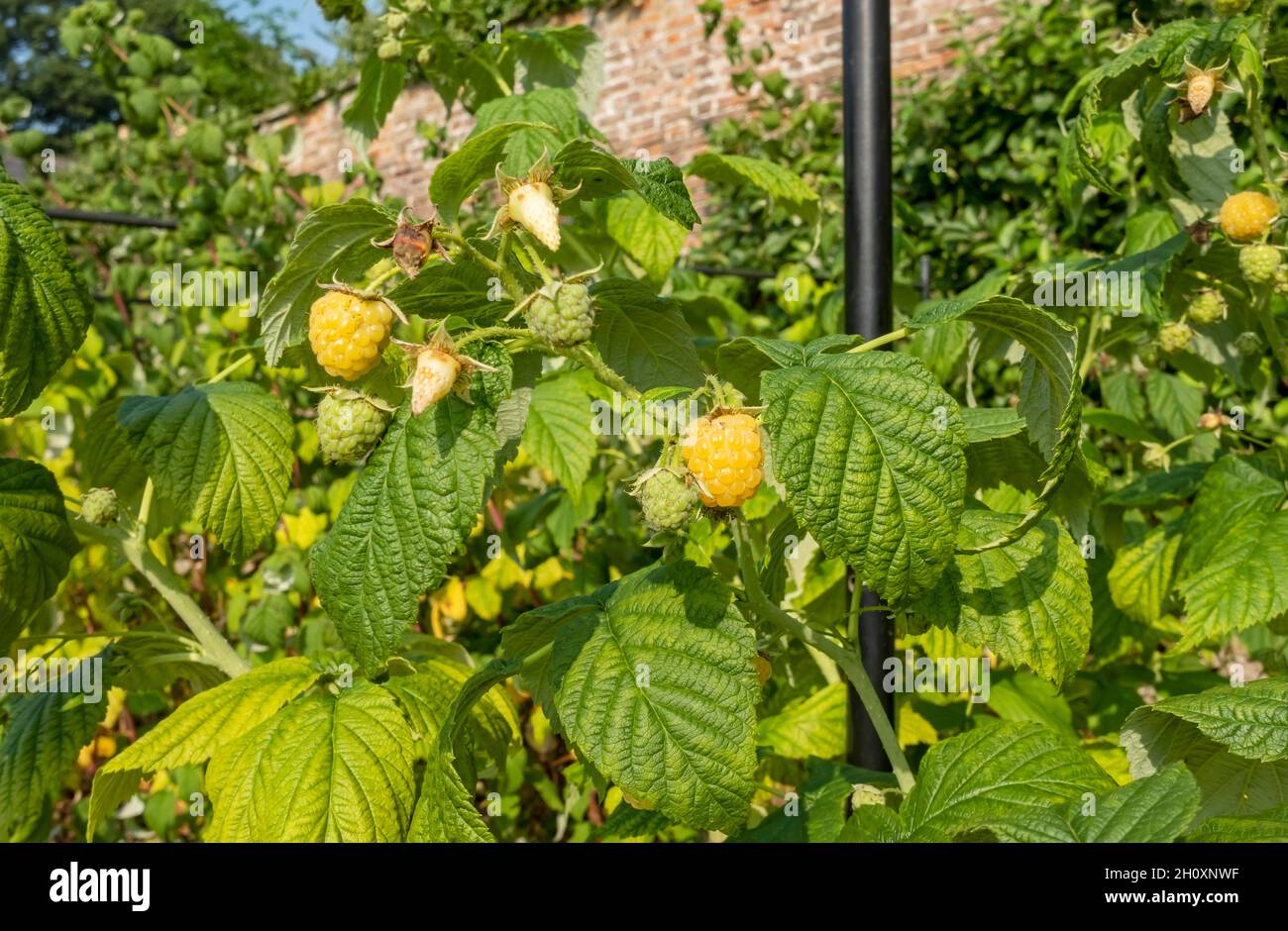 Close up of raspberries raspberry bush plant 'Fall Gold' bushes growing ...