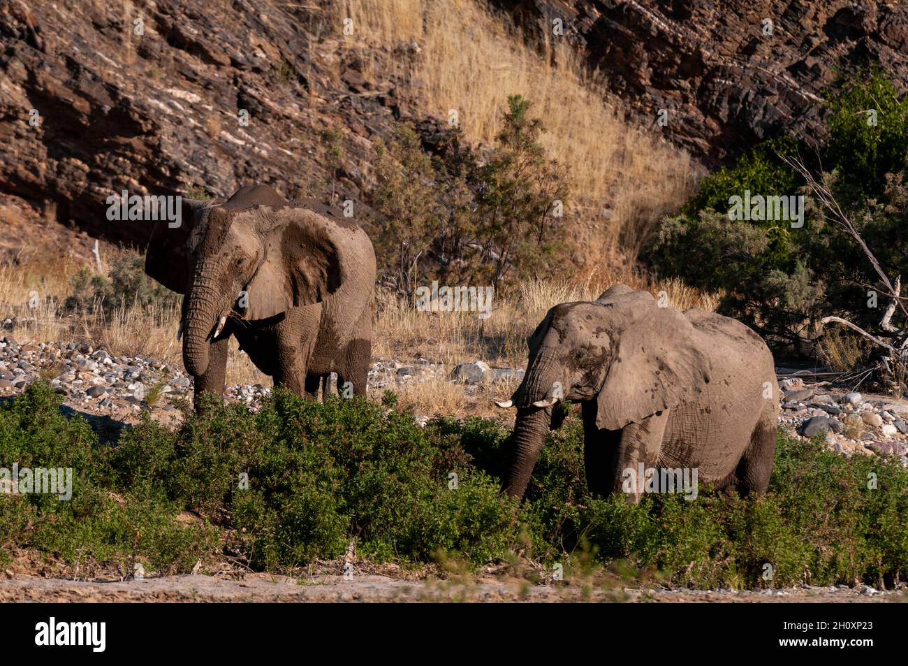 Skeleton coast national parks hi-res stock photography and images - Alamy