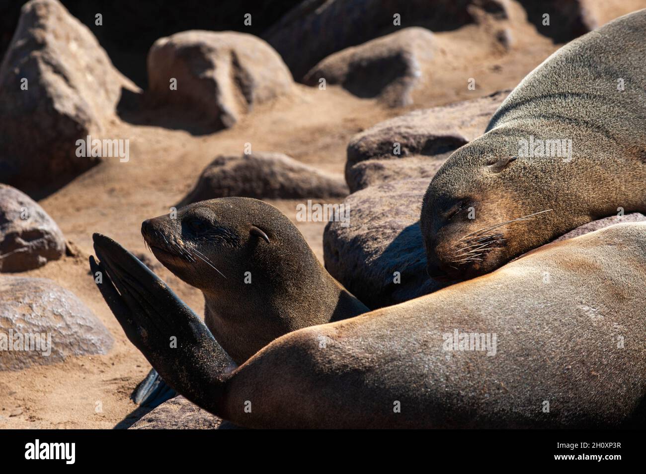 Cape fur seals bask on sand and rocks at Cape Fria. Cape Fria, Skeleton ...