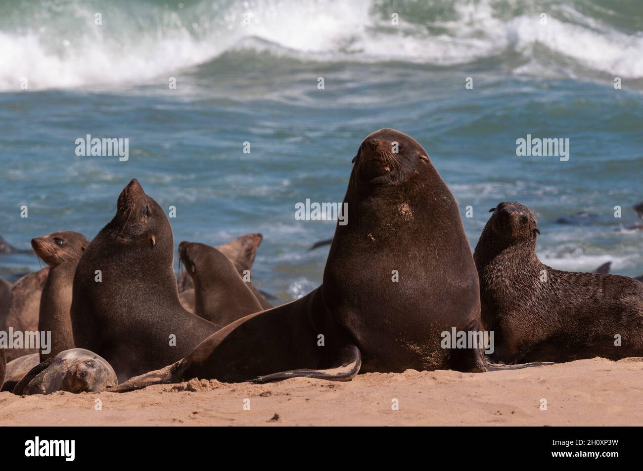 A colony of cape fur seals bask on the beach at Cape Fria. Cape Fria ...